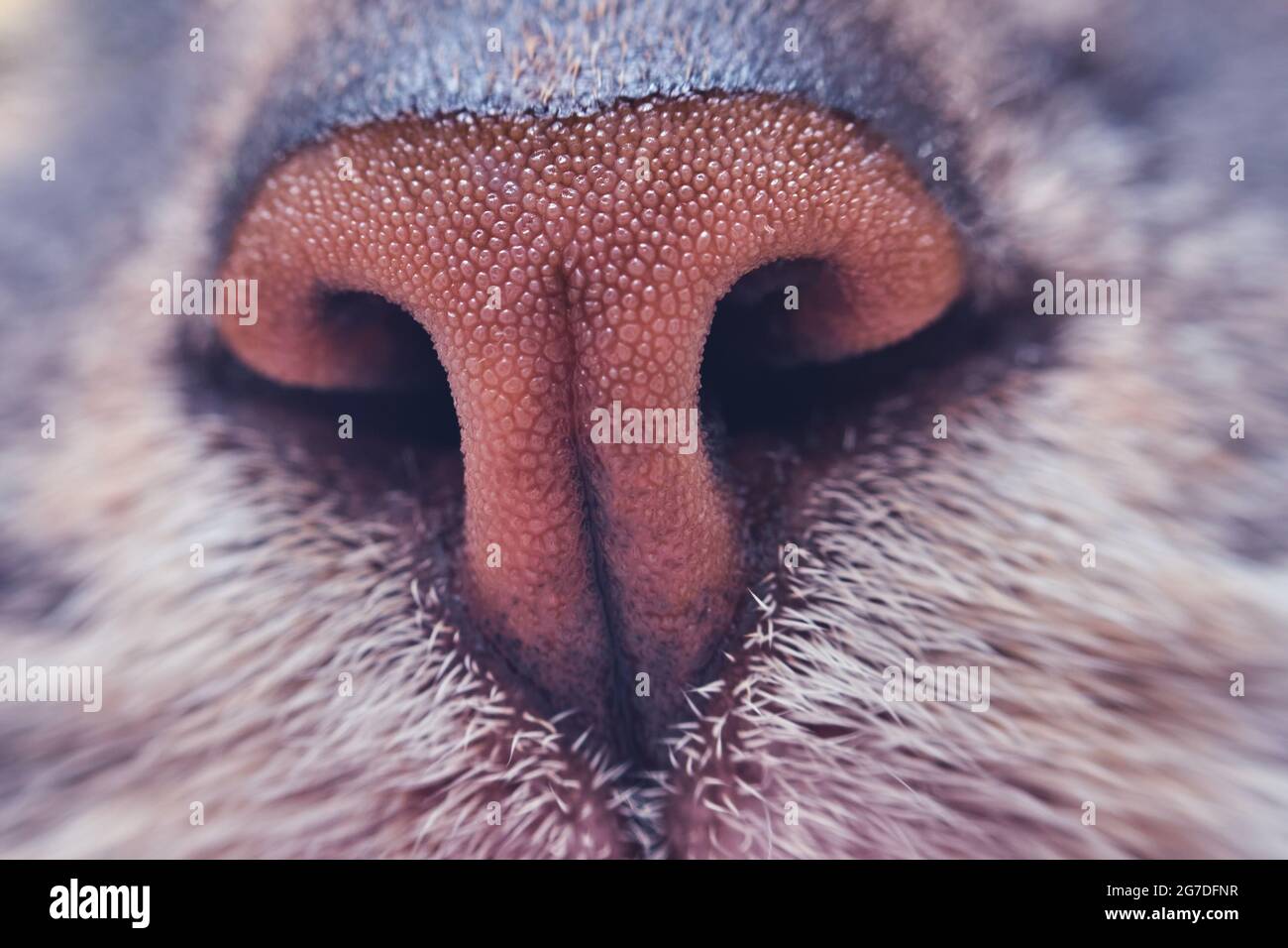 Gray cat nose close-up. Macro photo of a brown pet nose, frontally ...