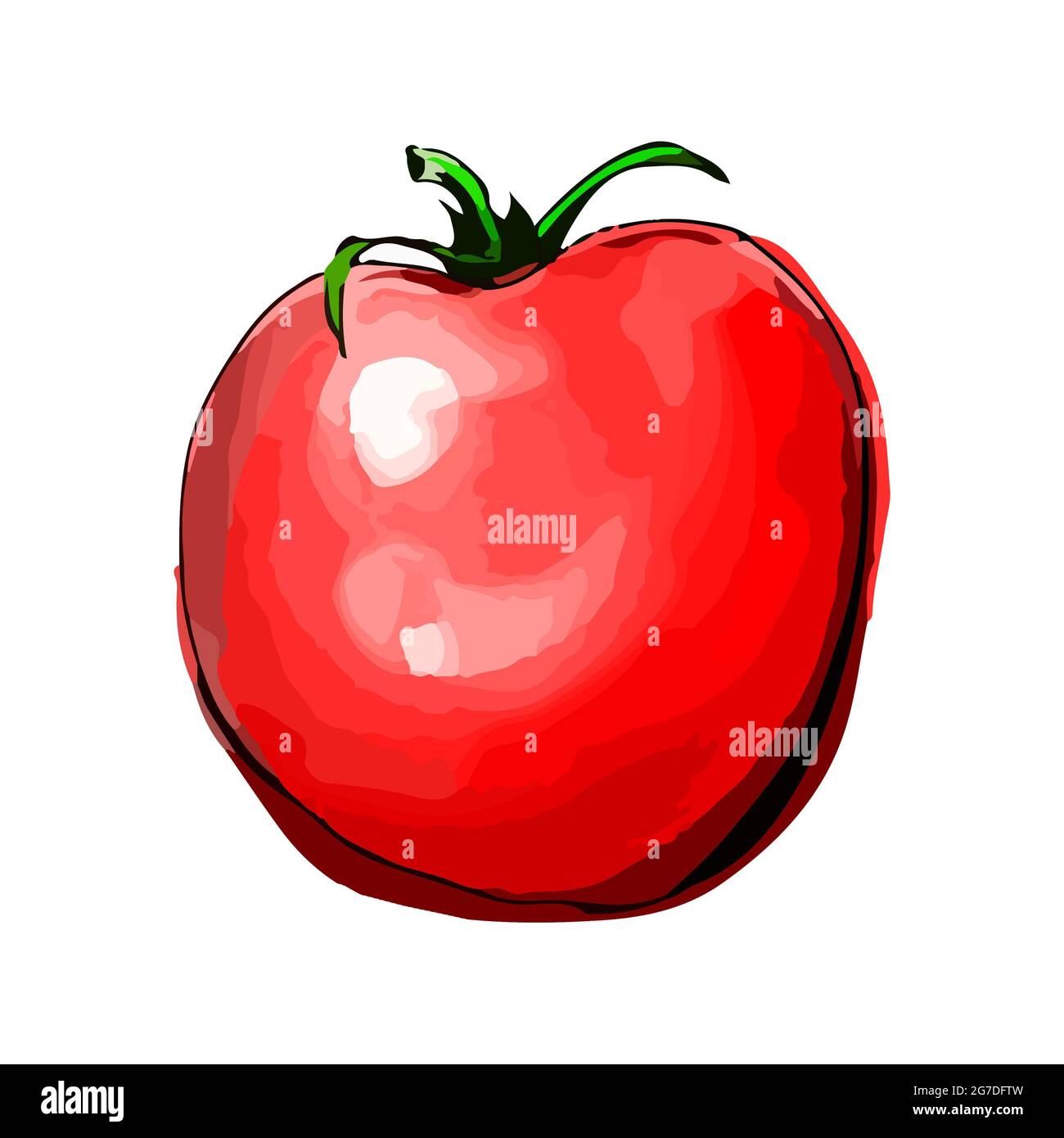 Hand drawn red tomato illustration on white Stock Photo - Alamy