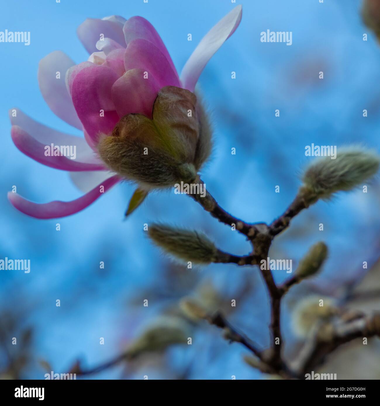 Pink Magnolia flower in a Sydney Backyard in full blossom early spring ...