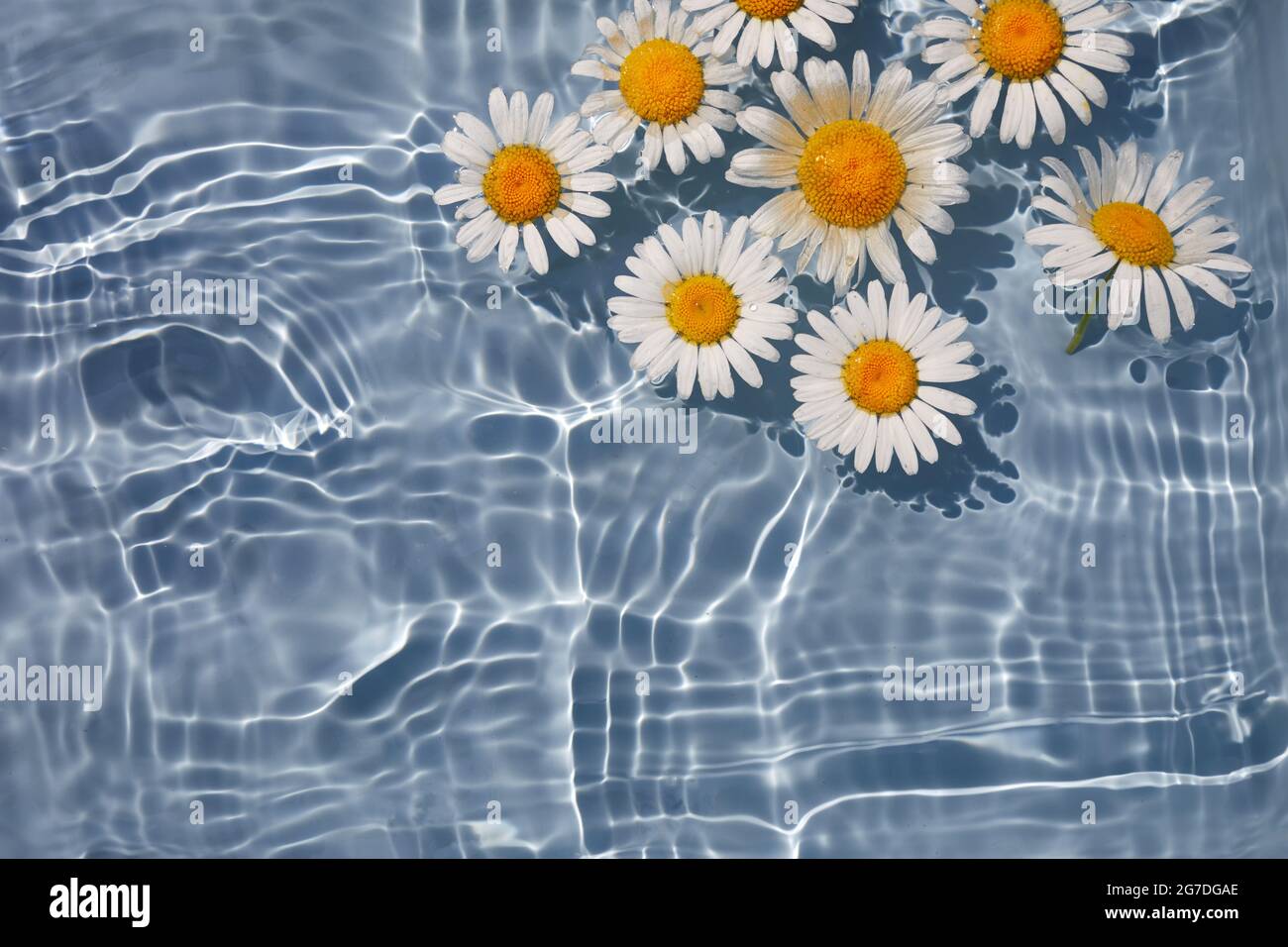 Daisy Flowers floating on Water. Sun and shadows. Minimal nature ...