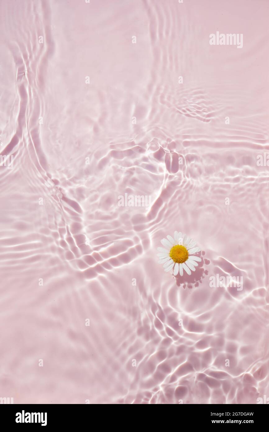 Daisy Flowers floating on Water. Sun and shadows. Minimal nature ...
