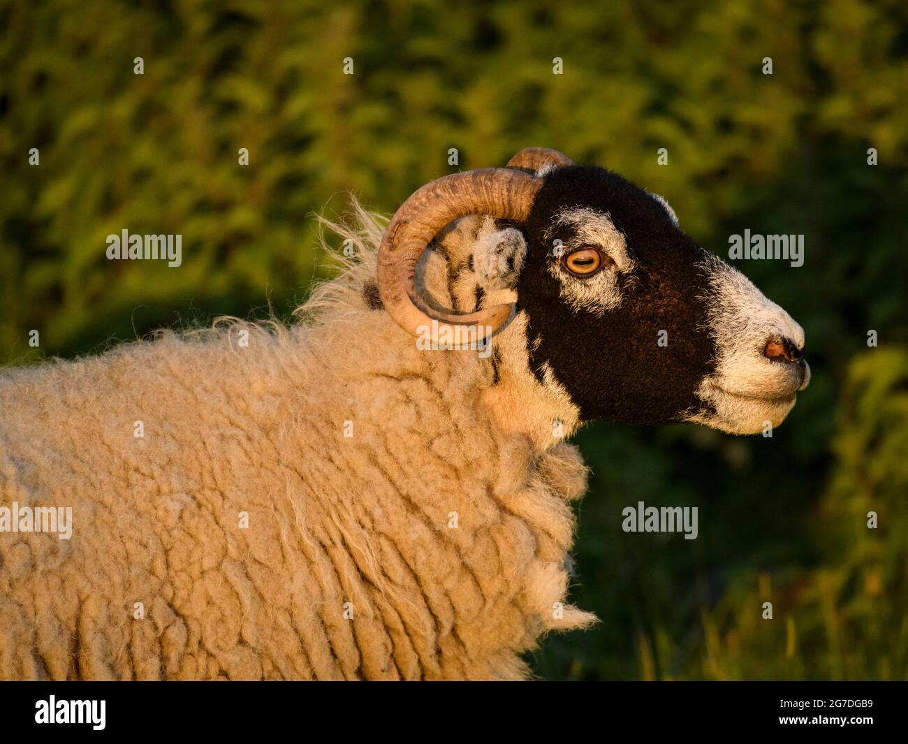 Profile Of Swaledale Sheep In Farm Field Standing In Golden Evening Sunlight Head Face