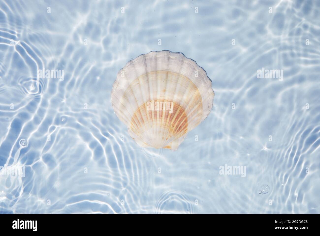Seashell floating on Water. Sun and shadows. Minimal nature background ...