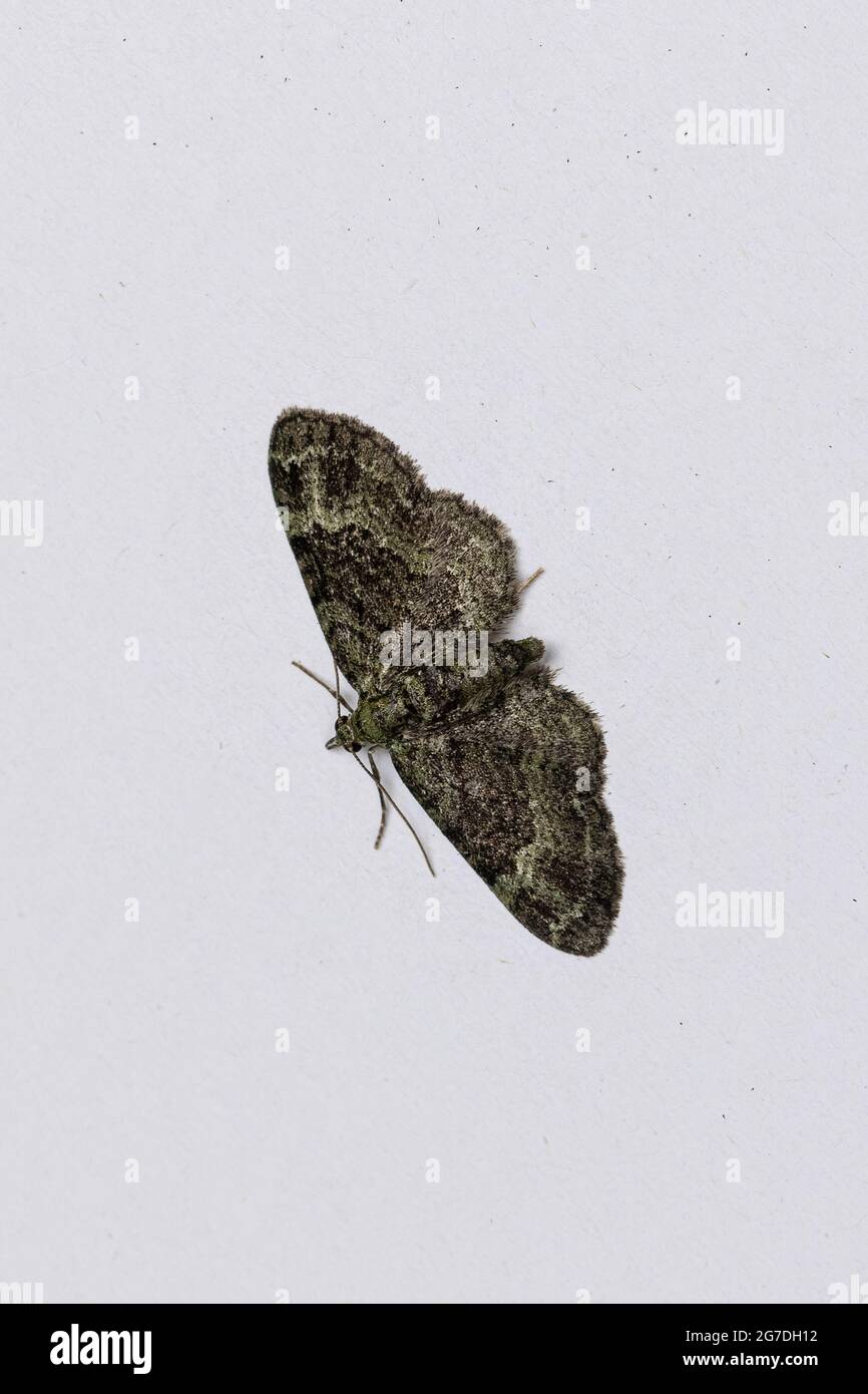 Green Pug Moth (Pasiphila rectangulata Stock Photo - Alamy