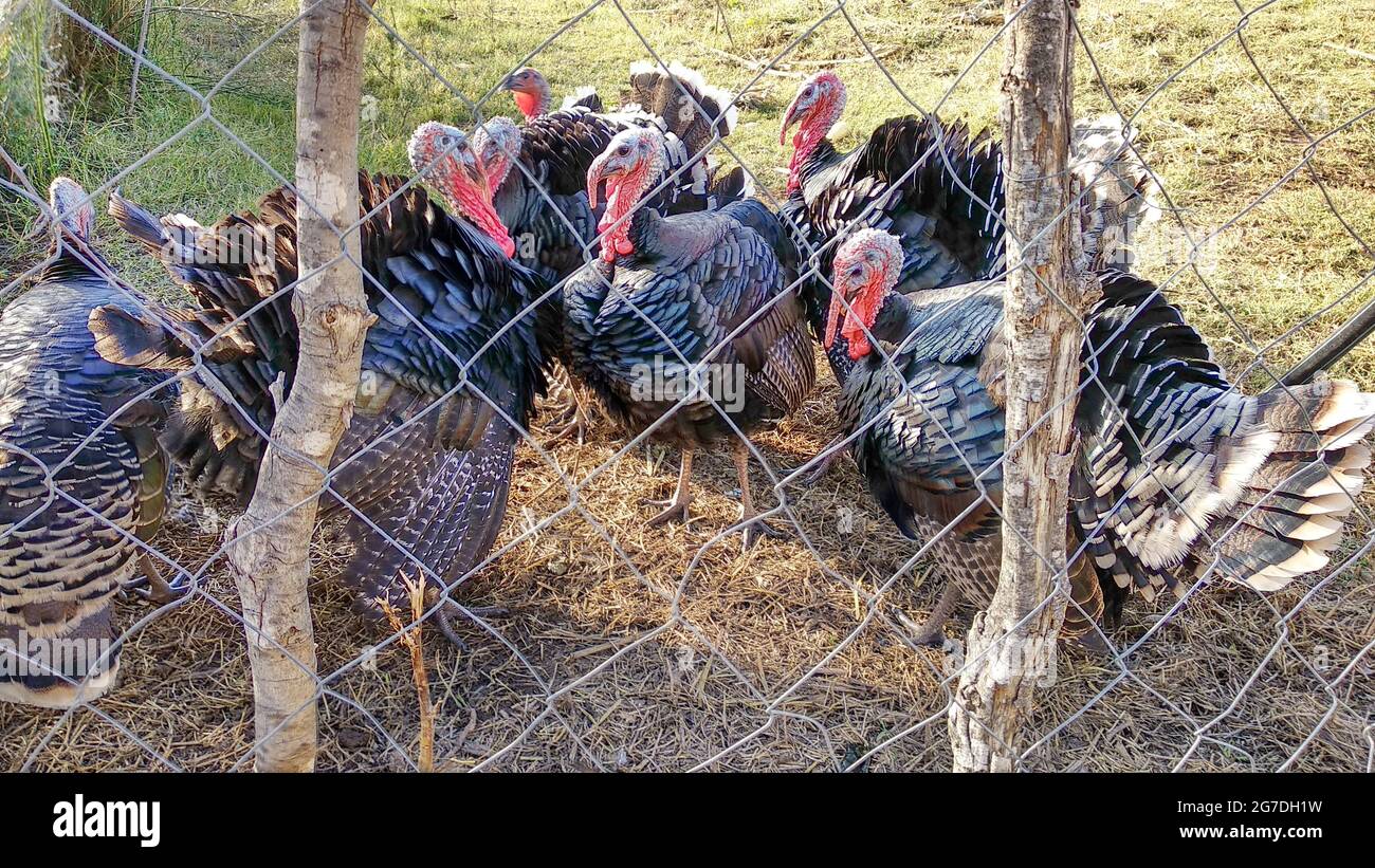 Group of turkeys grazing on the farm behind the metal mesh Stock Photo ...