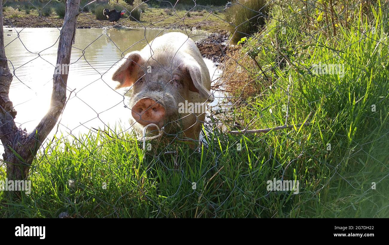 Funny pig resting by the pond behind the metal mesh Stock Photo - Alamy