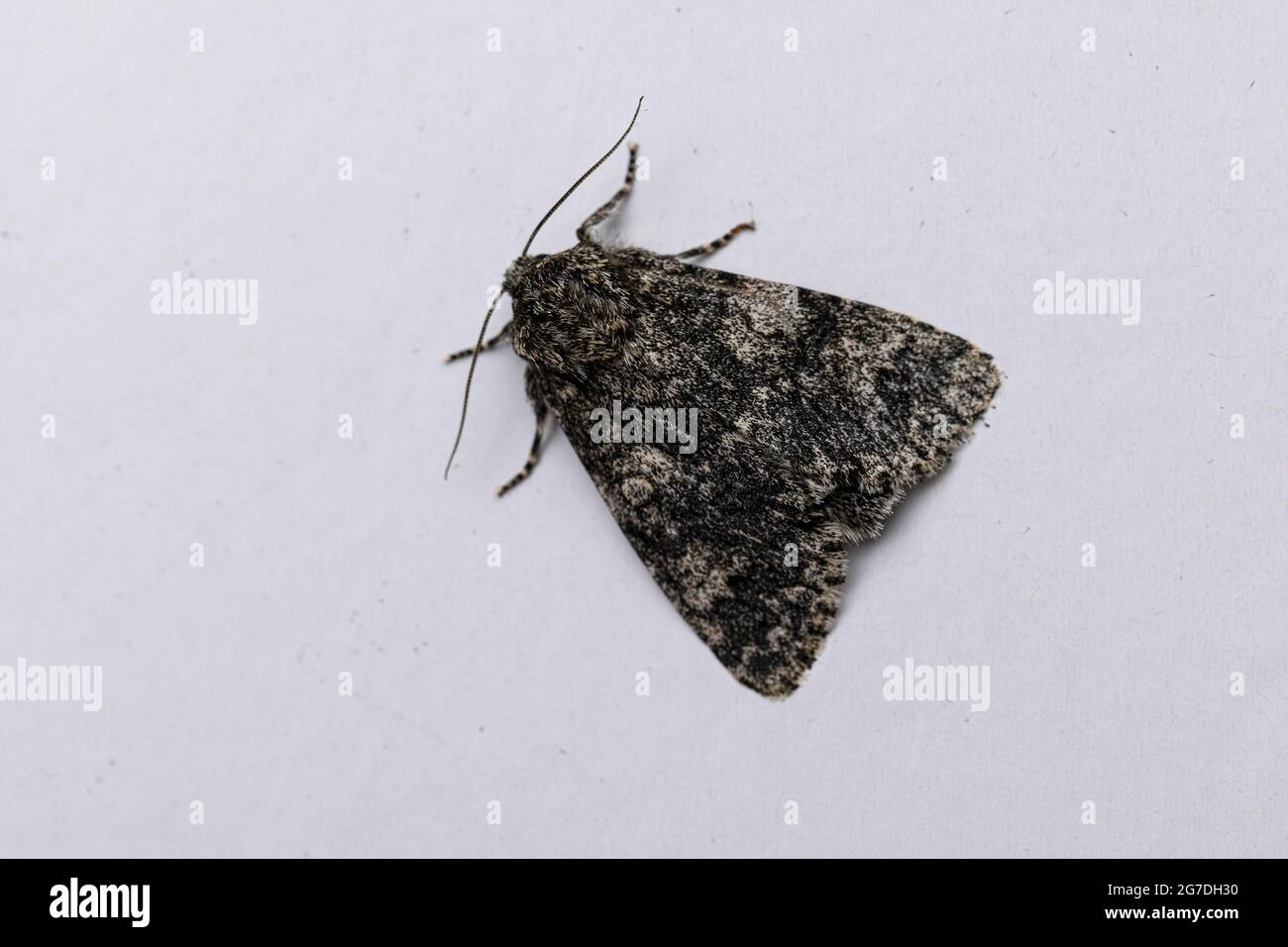 Poplar Grey Moth (Acronicta megacephala Stock Photo - Alamy