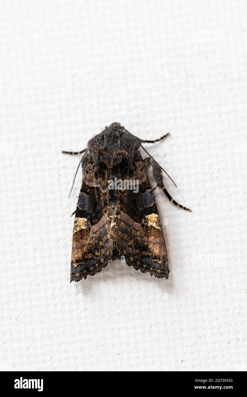 Small Angle Shades Moth (Euplexia lucipara Stock Photo - Alamy