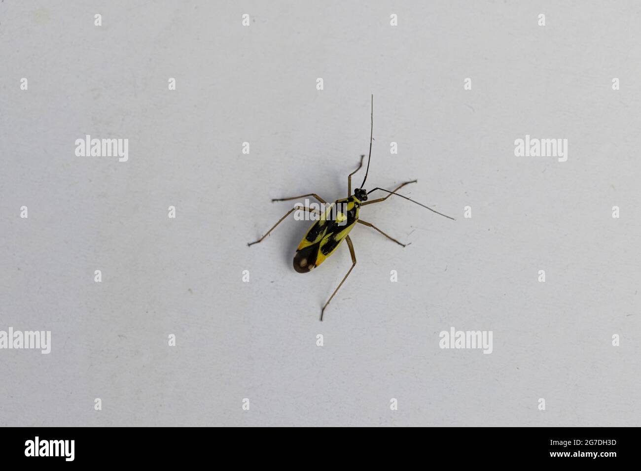 Two Spotted Grass Bug (Stenotus binotatus Stock Photo - Alamy