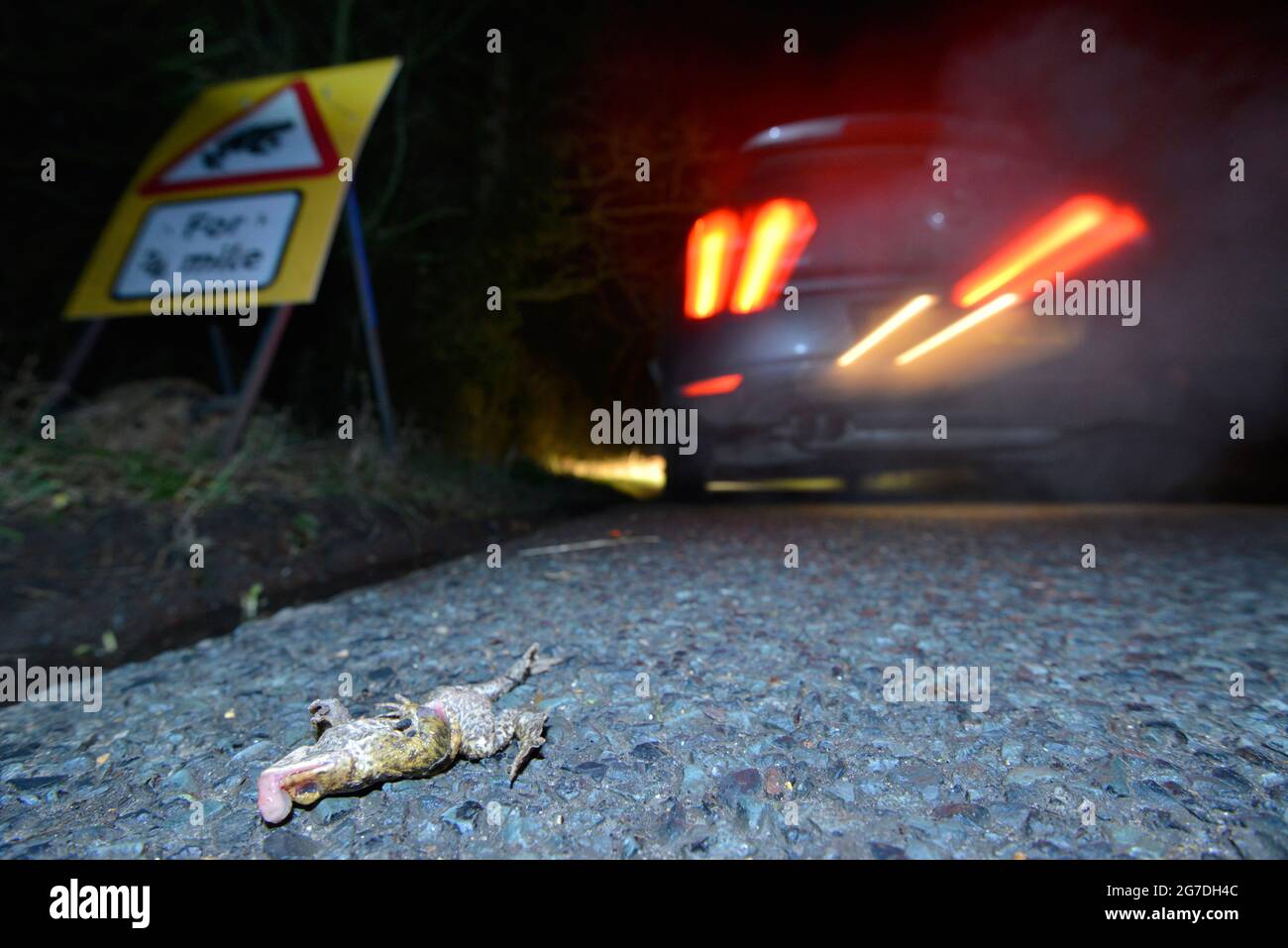 Toad Patrol - Common Toad - Bufo bufo Stock Photo - Alamy