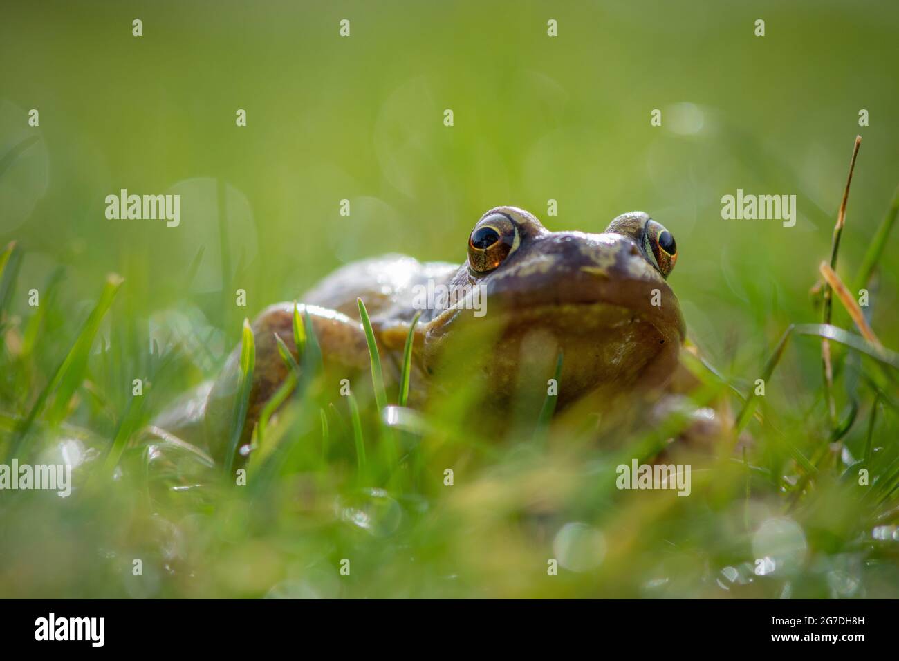 Common Frog - Rana temporaria Stock Photo - Alamy