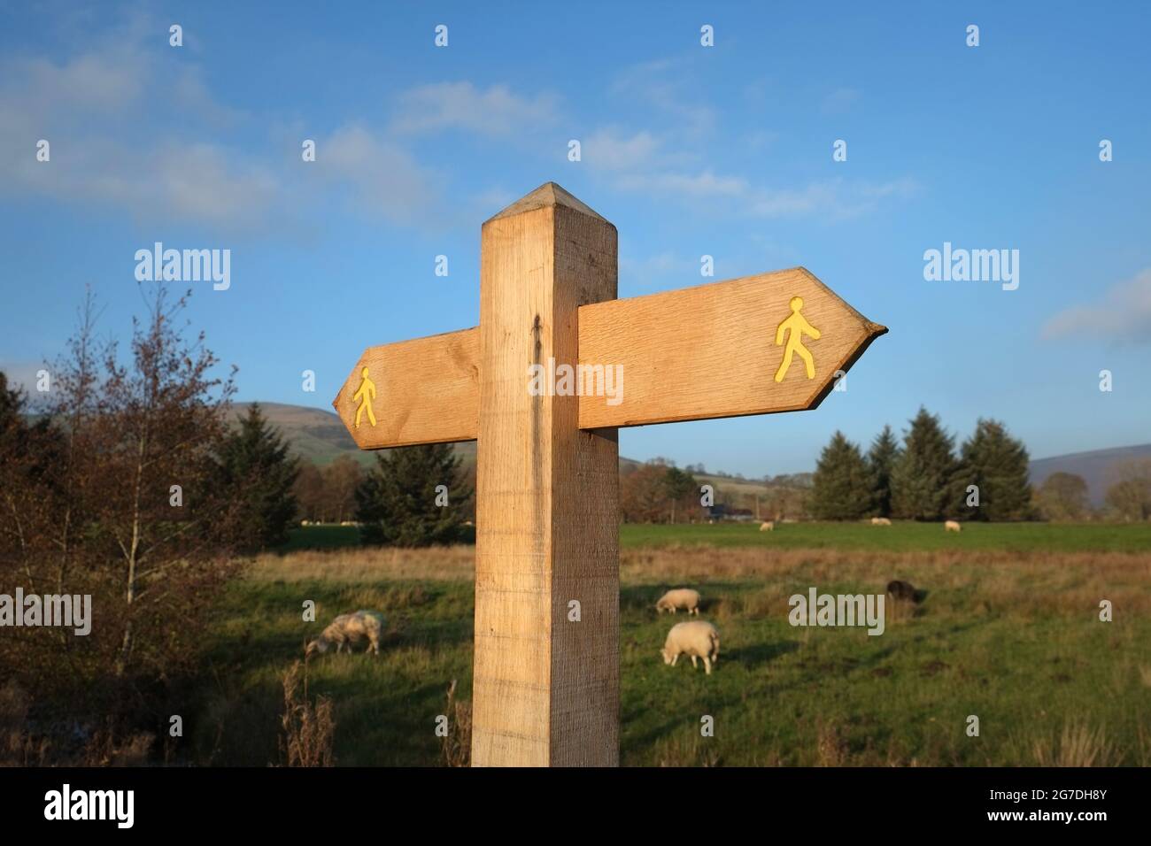 Wooden signpost, with walking man symbol, marking a public footpath ...