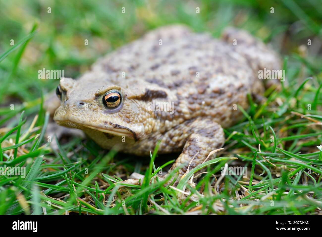 Common Toad - Bufo bufo Stock Photo - Alamy