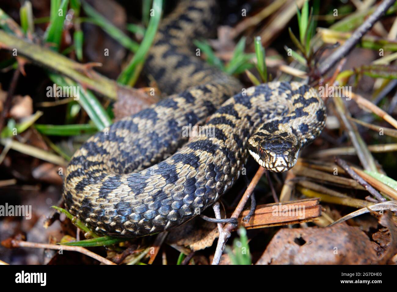 European Adder - Vipera berus Stock Photo - Alamy