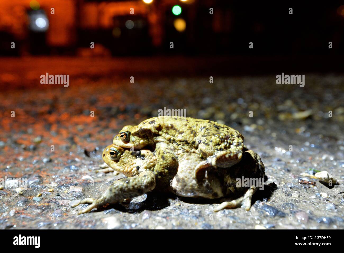 Common Toad - Bufo bufo Stock Photo - Alamy