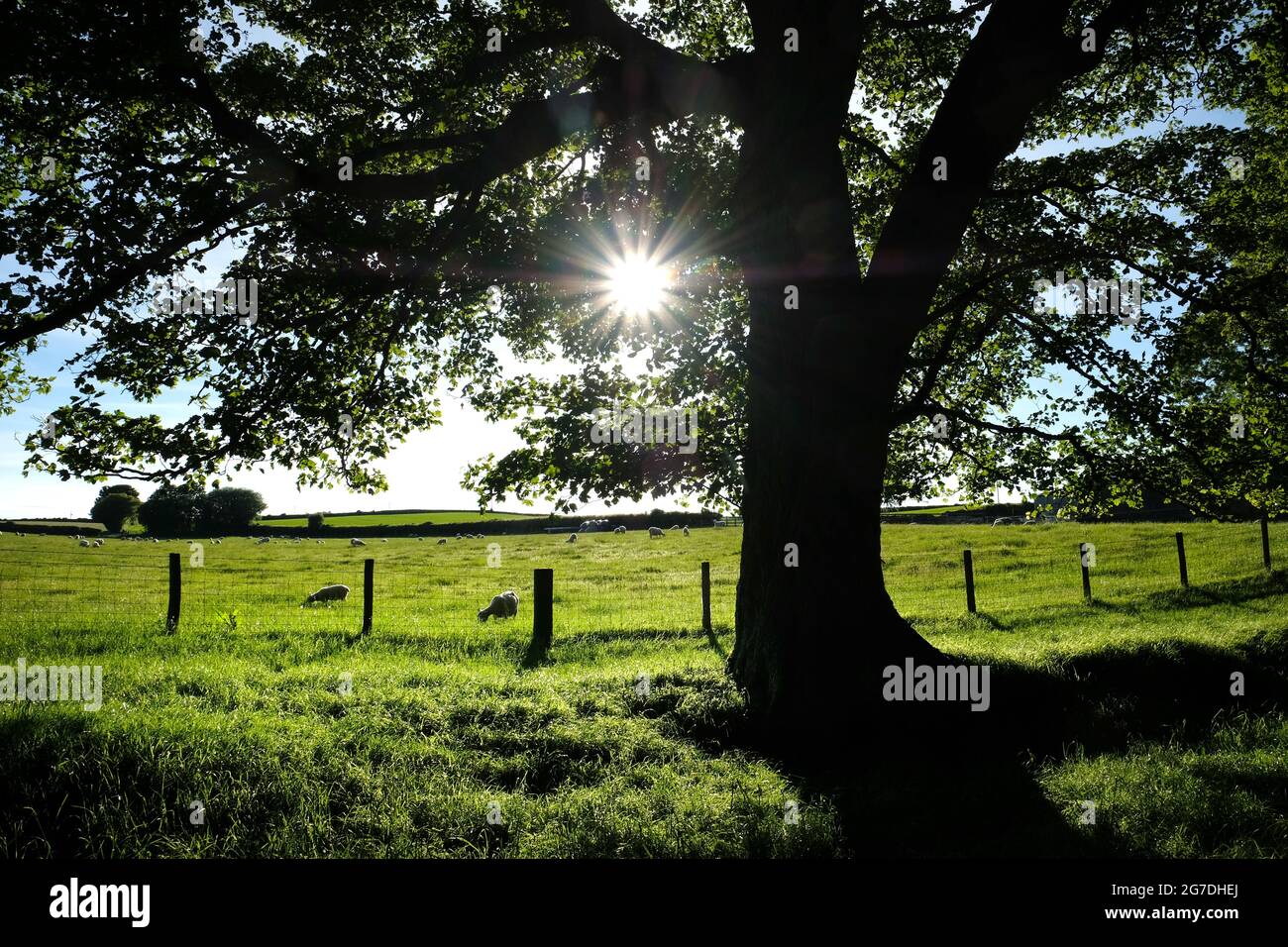 Shining tree hi-res stock photography and images - Alamy