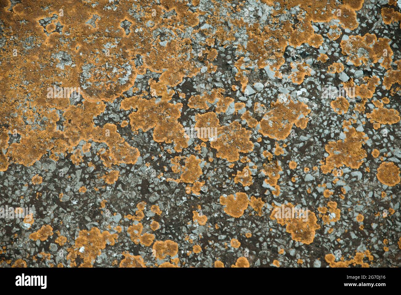 Closeup of a rough rocky surface with mosses and bacteria on it Stock ...