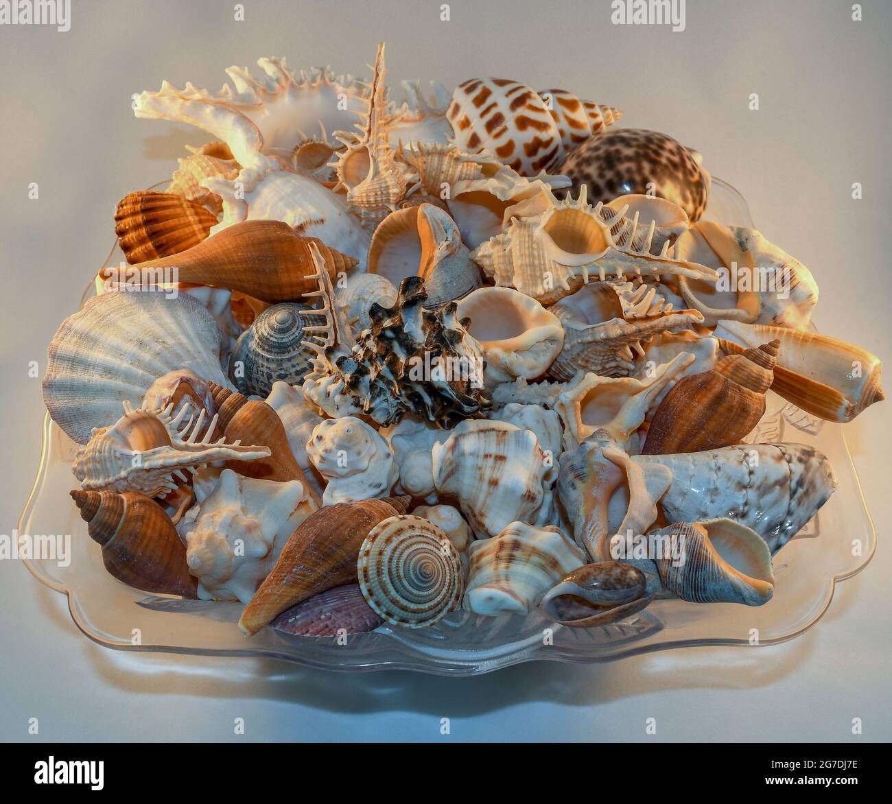 Collection of seashells isolated on light background Stock Photo - Alamy