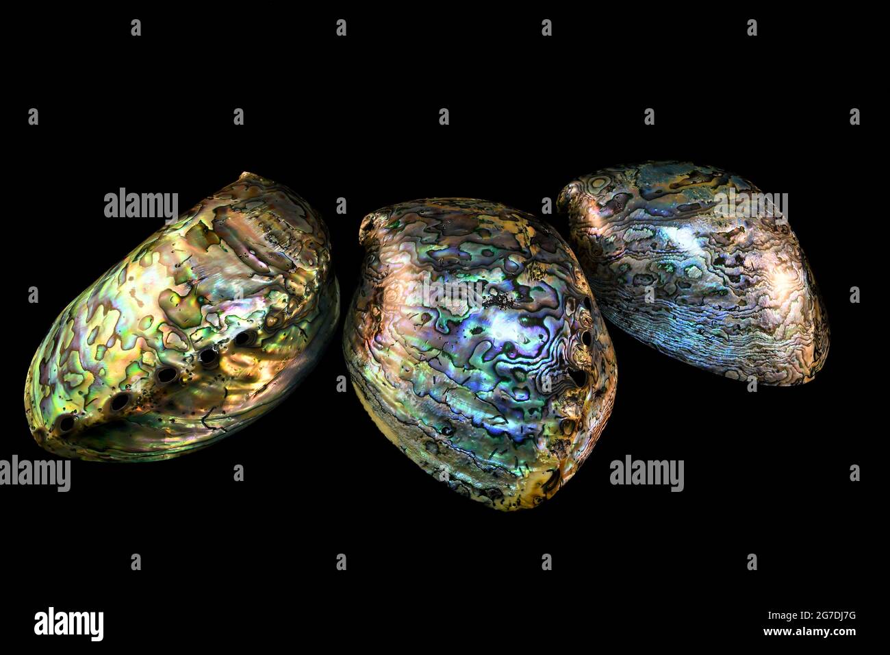 Collection of abalone shells isolated on black background Stock Photo ...