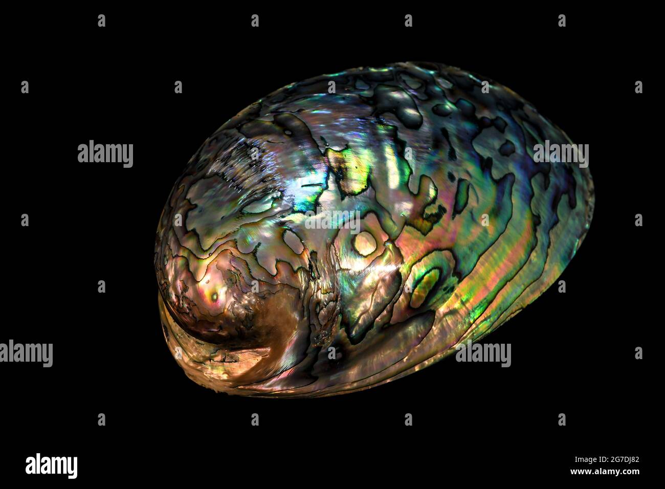 Abalone shell isolated on black background Stock Photo - Alamy