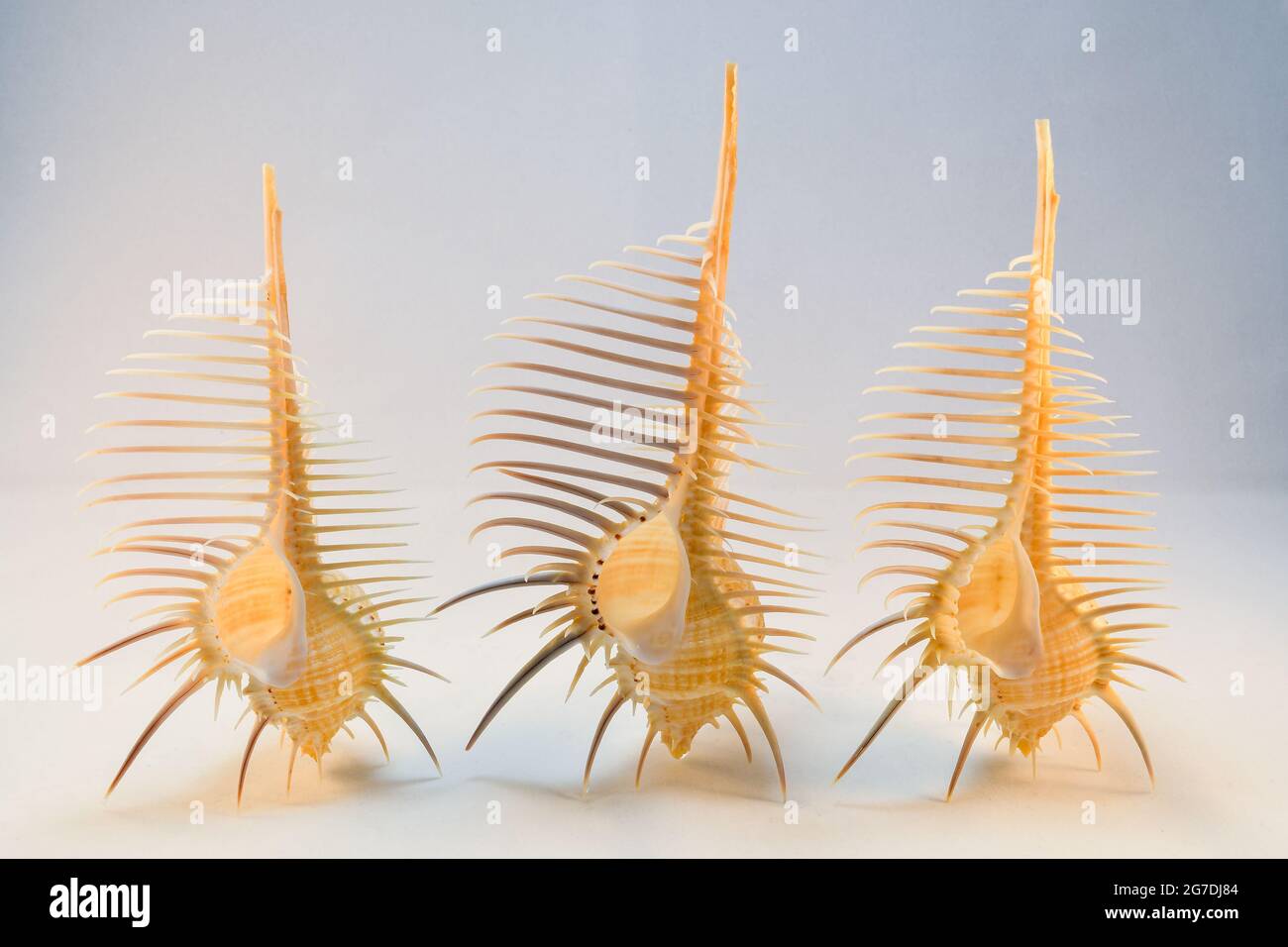 Collection of Murex pecten shells isolated on black background Stock ...