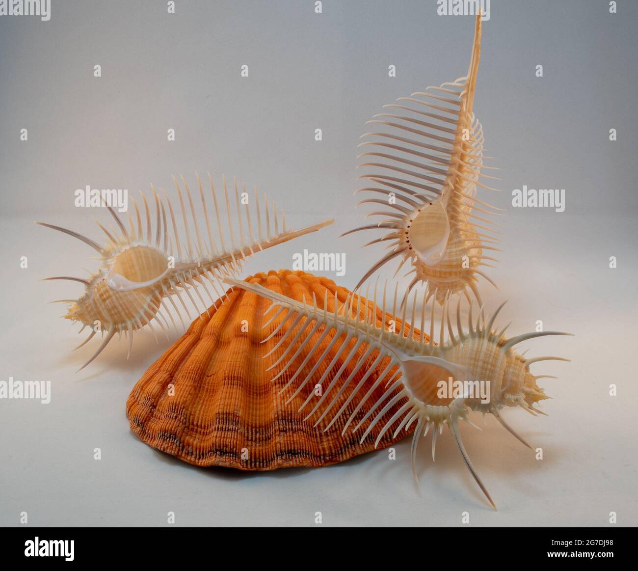 Shell collection on light background Stock Photo - Alamy
