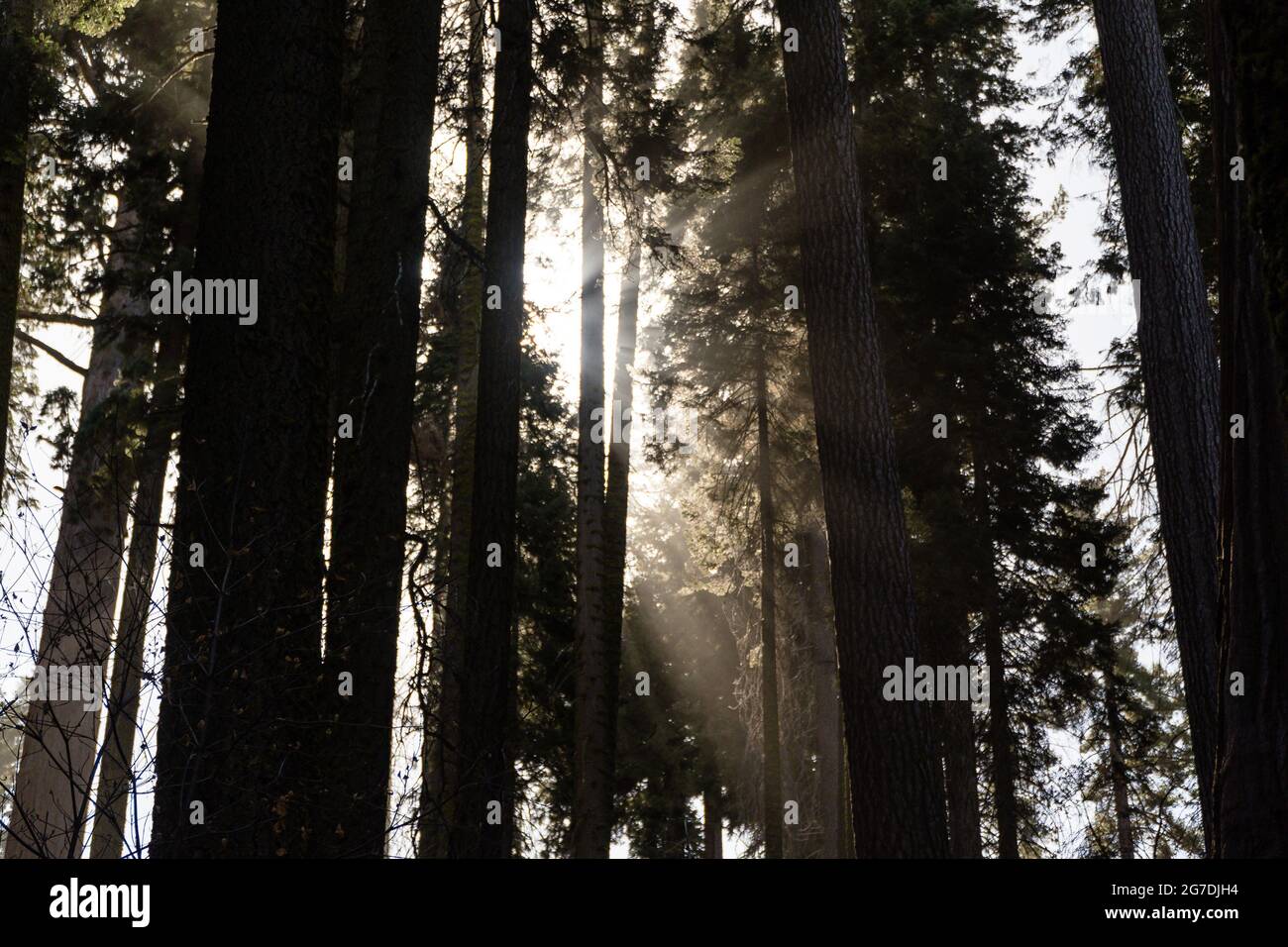 High, dense trees in National Sequoia Park, EUA Stock Photo - Alamy