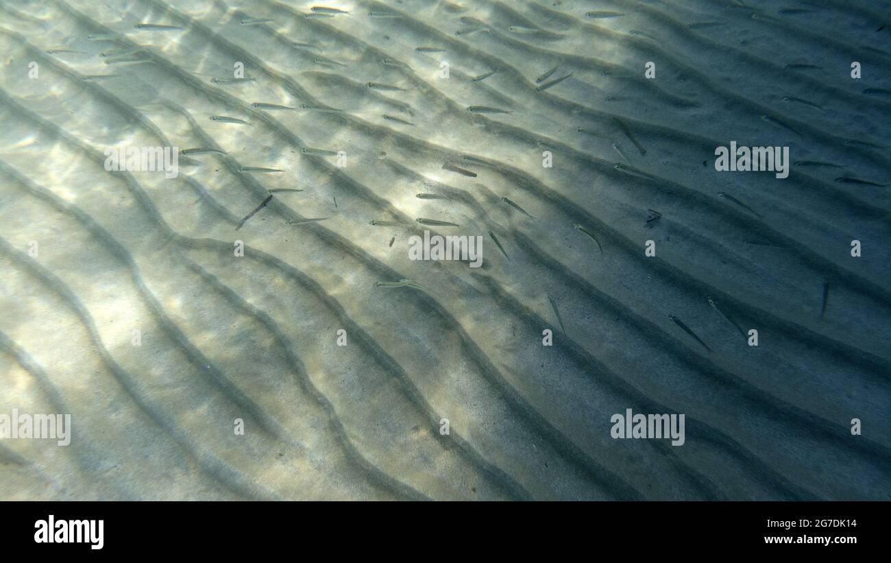sand bottom underwater while snorkeling in turquoise lagoon Stock Photo ...