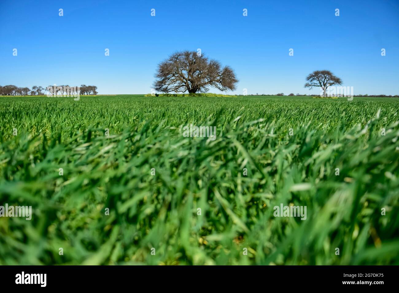 Calden, Prosopis Caldenia) in Pampas landscape, typical tree of the ...