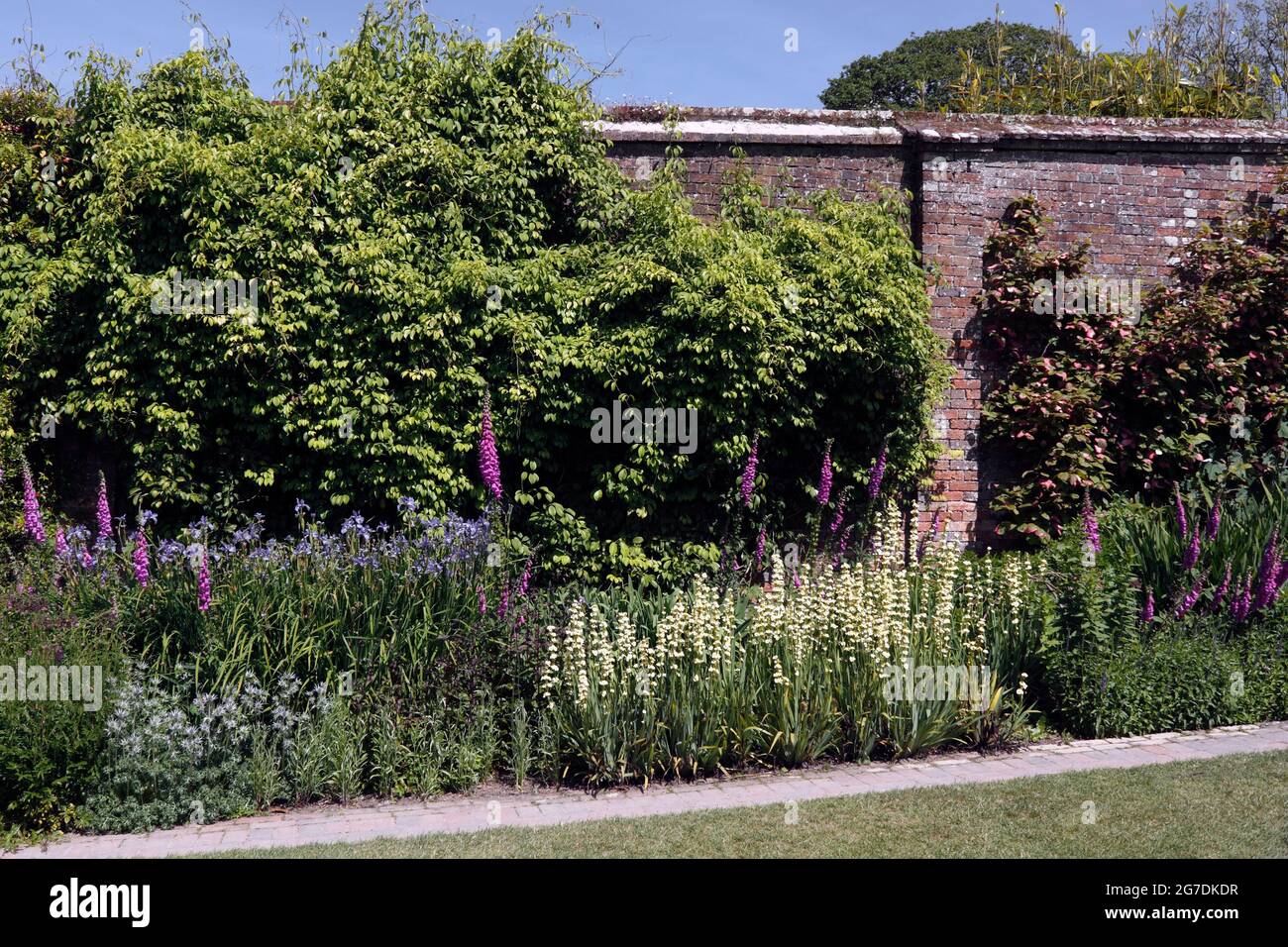 WILD FLOWER BORDER IN A WALLED GARDEN Stock Photo - Alamy
