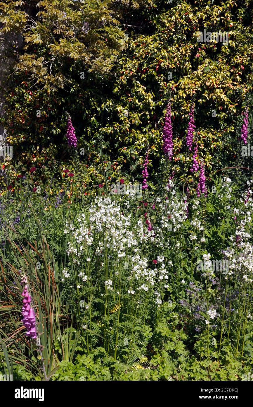 WILD FLOWER BORDER Stock Photo - Alamy