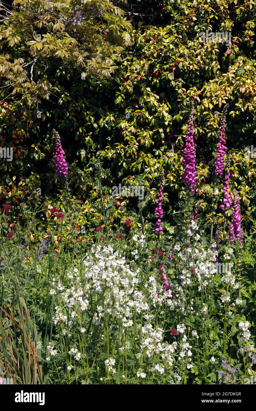 Border with foxgloves hi-res stock photography and images - Alamy