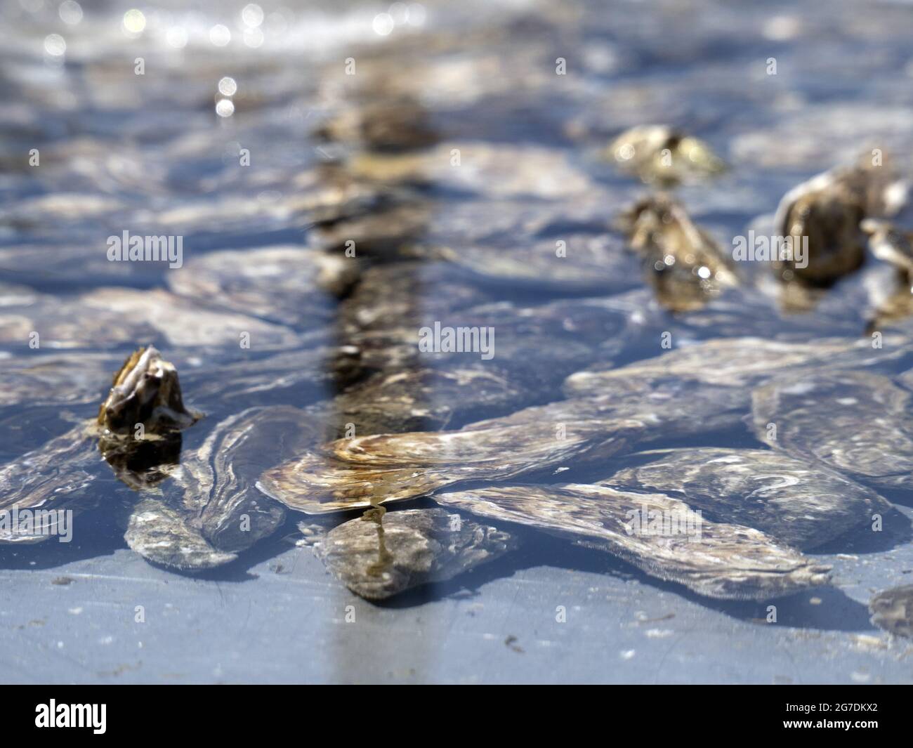 Oyster tank hi-res stock photography and images - Alamy