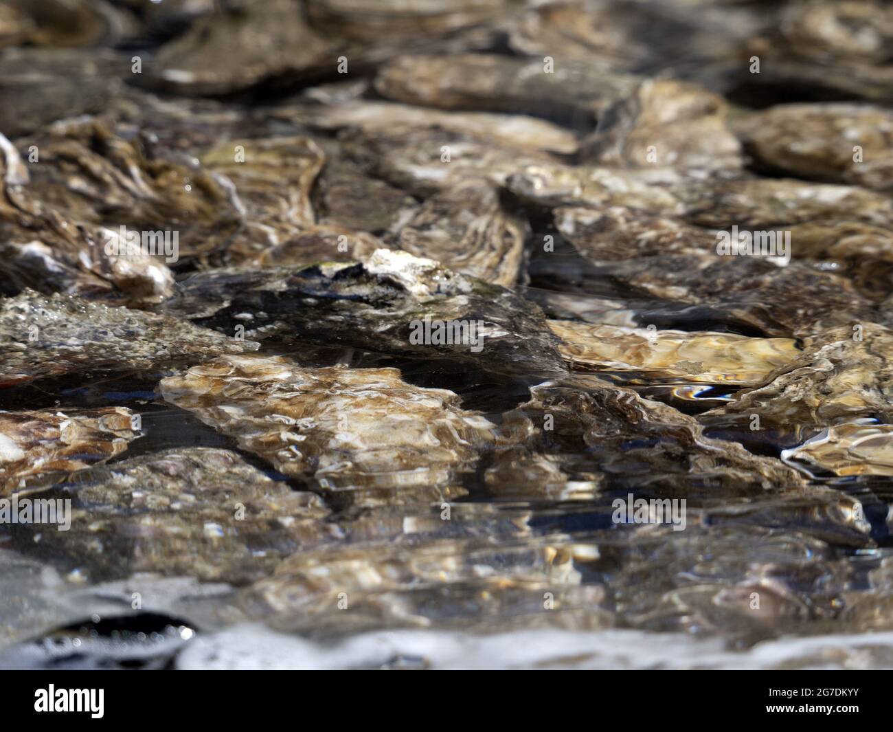 Oyster tank hi-res stock photography and images - Alamy