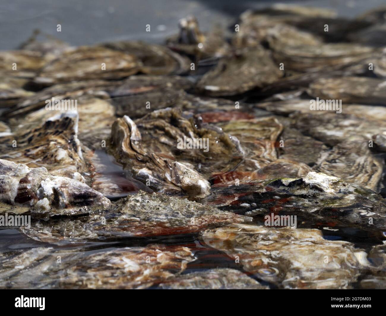 oyster tank in a fish restaurant in Syracuse Sicily Italy Stock Photo ...