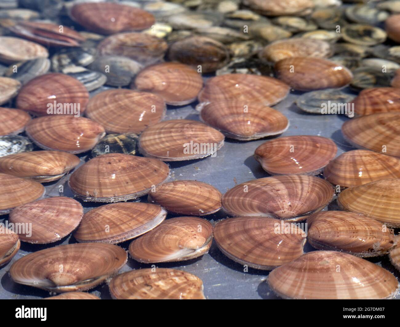 Oyster tank hi-res stock photography and images - Alamy