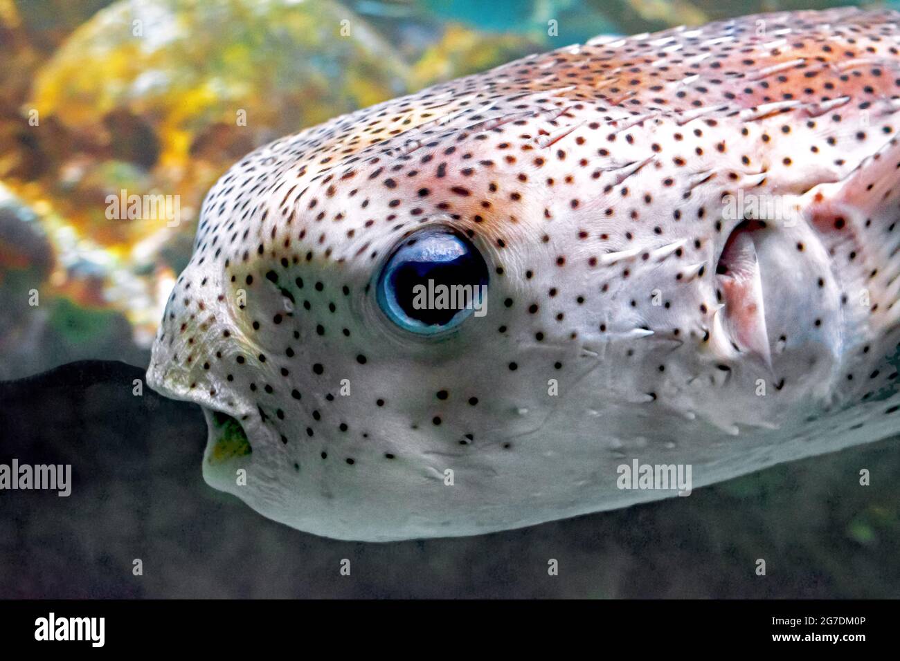Close up of a Balloon Fish Stock Photo - Alamy