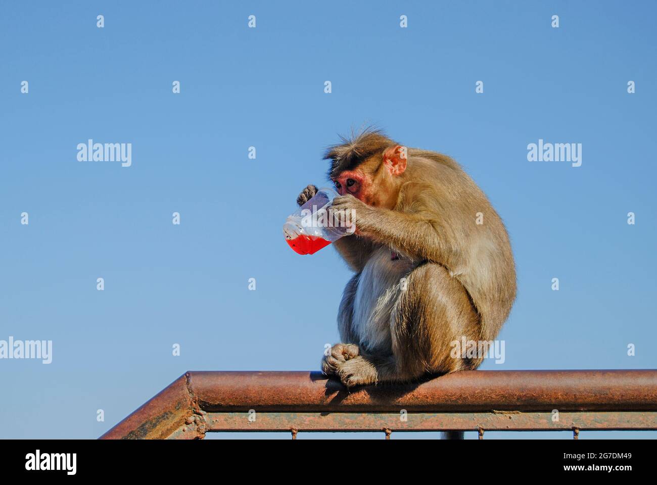 Monkey Drink Alcohol at Jennifer Hooper blog