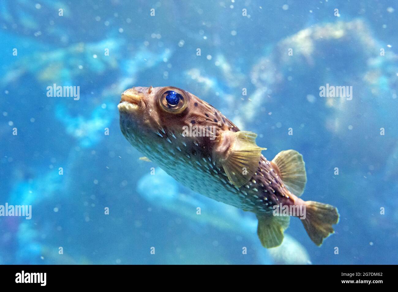 Toxin Fish High Resolution Stock Photography and Images - Alamy