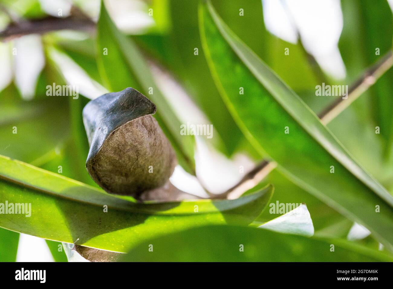 Large green pupa hi-res stock photography and images - Alamy