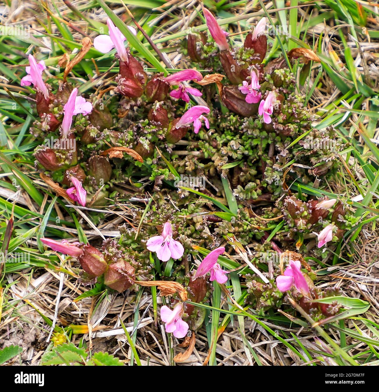 Common Lousewort (Pedicularis sylvatica) growing on the Lizard National ...
