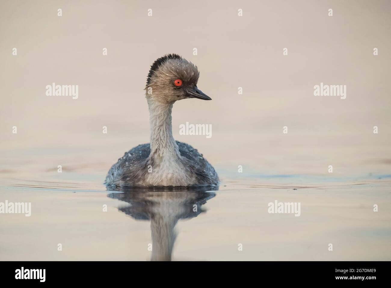 Silvery grebe, Podiceps Occipitalis, swimming in Pampas lagoon, La ...