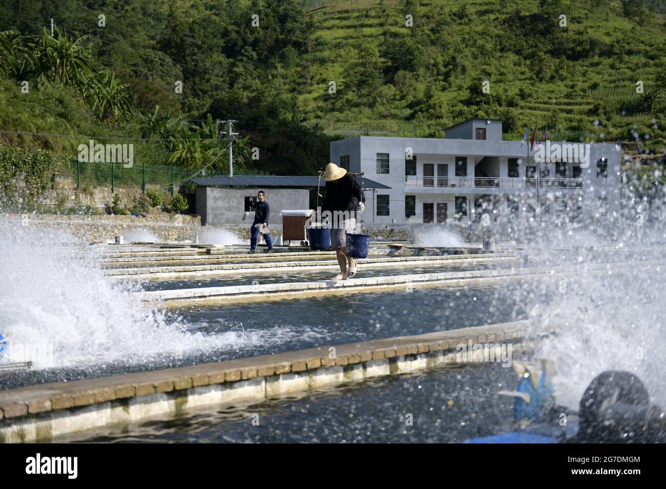 ANLONG, CHINA - JULY 13, 2021 - Villagers manage sturgeon at a breeding ...