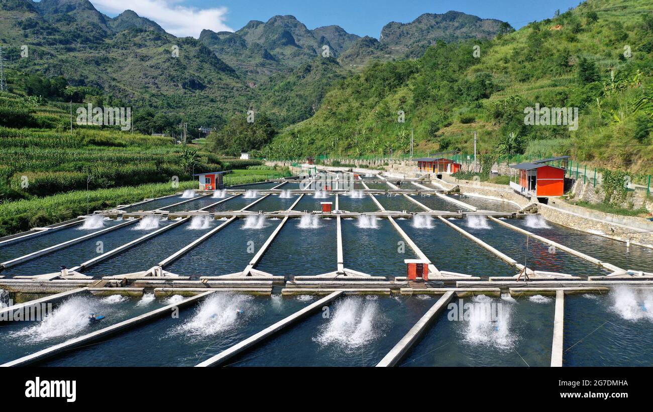 ANLONG, CHINA - JULY 13, 2021 - Villagers manage sturgeon at a breeding ...