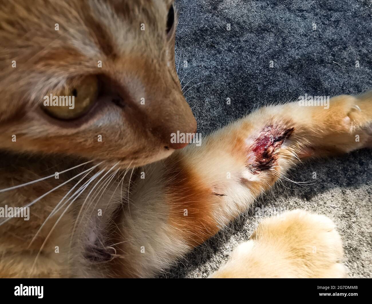 The orange cat has a wound on his leg Stock Photo - Alamy