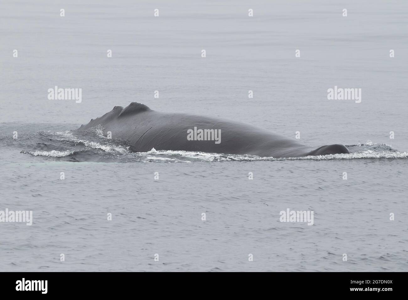 A Humpback whale resting at the surface on an overcast day at Jeffreys ...