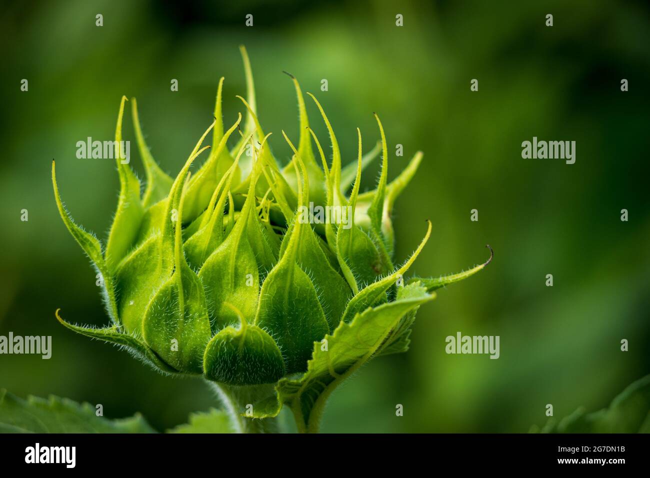 close-up photo of an unbloomed sunflower plant, selective focus Stock ...