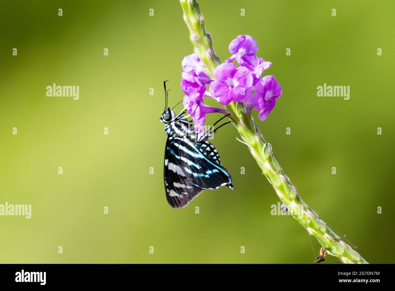Butterfly in trinidad caribbean hi-res stock photography and images - Alamy