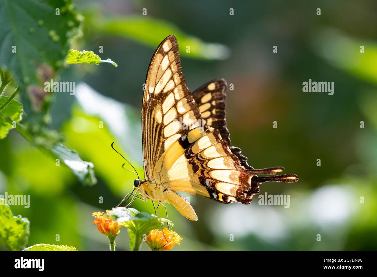 Swallowtail moth hi-res stock photography and images - Alamy