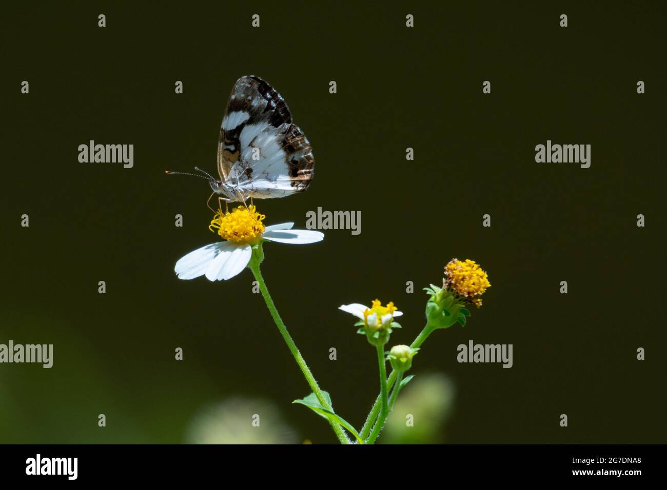 Butterflies of trinidad and tobago hi-res stock photography and images ...